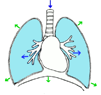Pneumothorax Animated Gifs | Photobucket