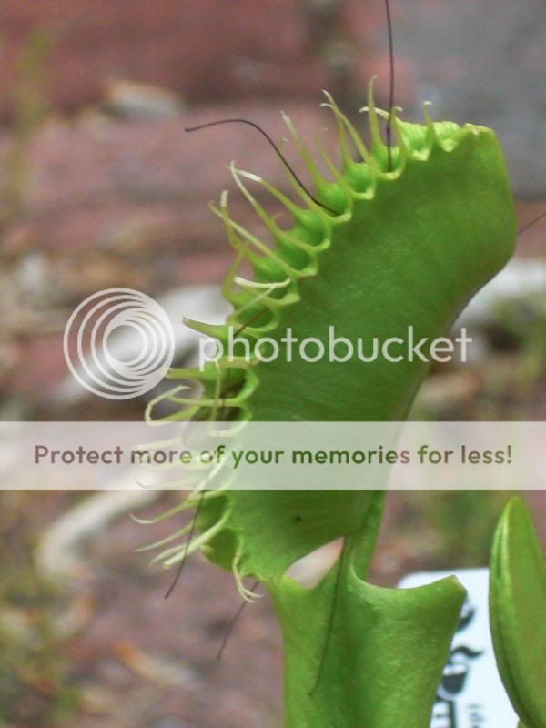 B52 Eating Good! - FlyTrapCare Forums