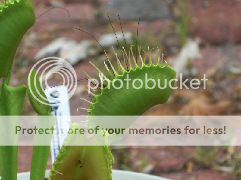 B52 Eating Good! - FlyTrapCare Forums