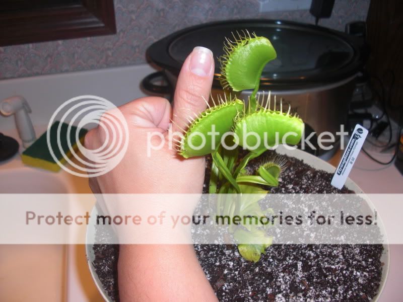 Prepare to be amazed.... B52 - Premium! - FlyTrapCare Forums