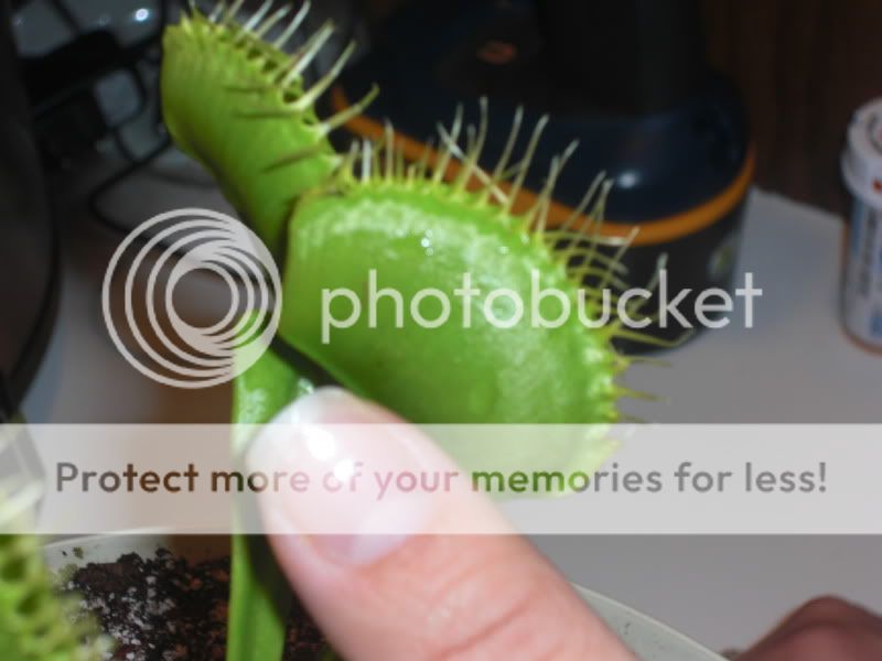 Prepare to be amazed.... B52 - Premium! - FlyTrapCare Forums