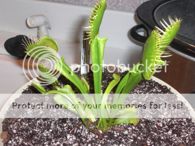 Prepare to be amazed.... B52 - Premium! - FlyTrapCare Forums