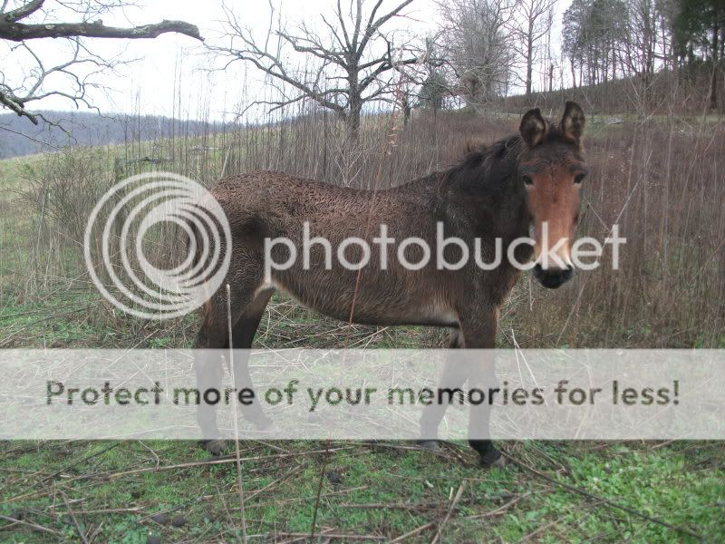 A Very Old Mule | Varmint Hunters Forum