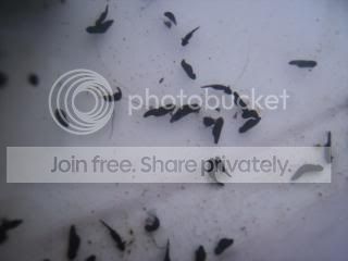 deformed? mutated? tadpoles normal? | Reptile Forums