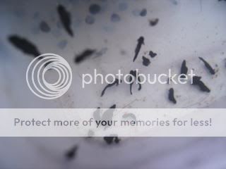 deformed? mutated? tadpoles normal? | Reptile Forums