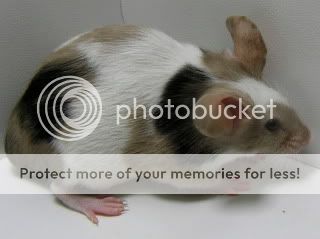 SE England - tri colored mice | Reptile Forums