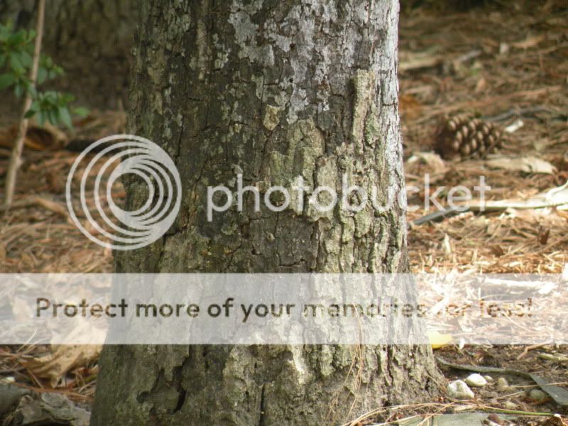 Oak tree blight | Arborist, Chainsaw & Tree Work Forum