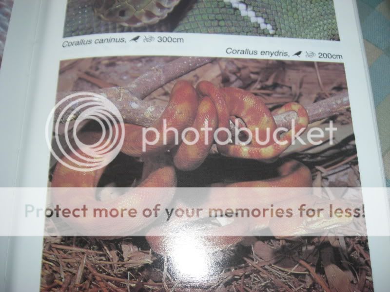 Tree boa identification needed | Reptile Forums