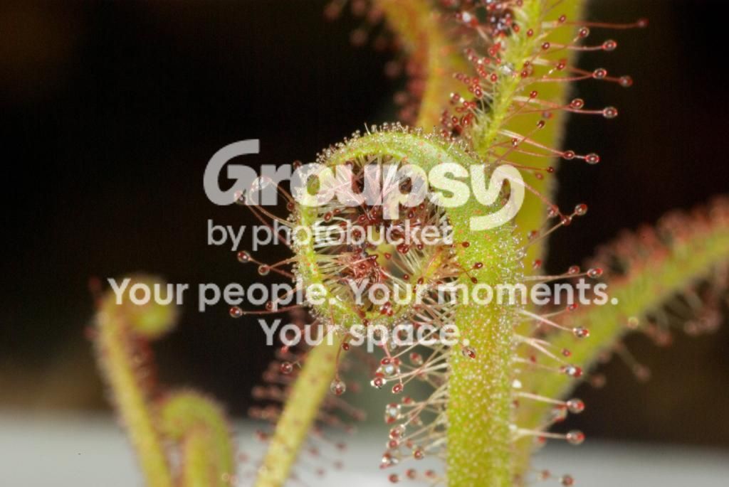 Pictures of your Drosera eating things | Page 5 | TerraForums Venus ...