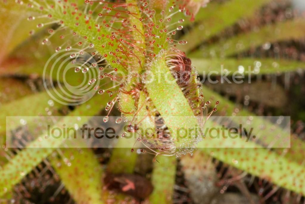 Pictures of your Drosera eating things | Page 5 | TerraForums Venus ...