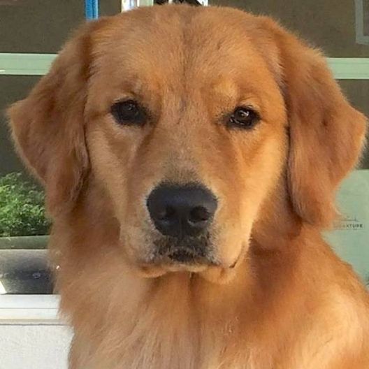 Grand Champion Ziva! | Golden Retriever Dog Forums
