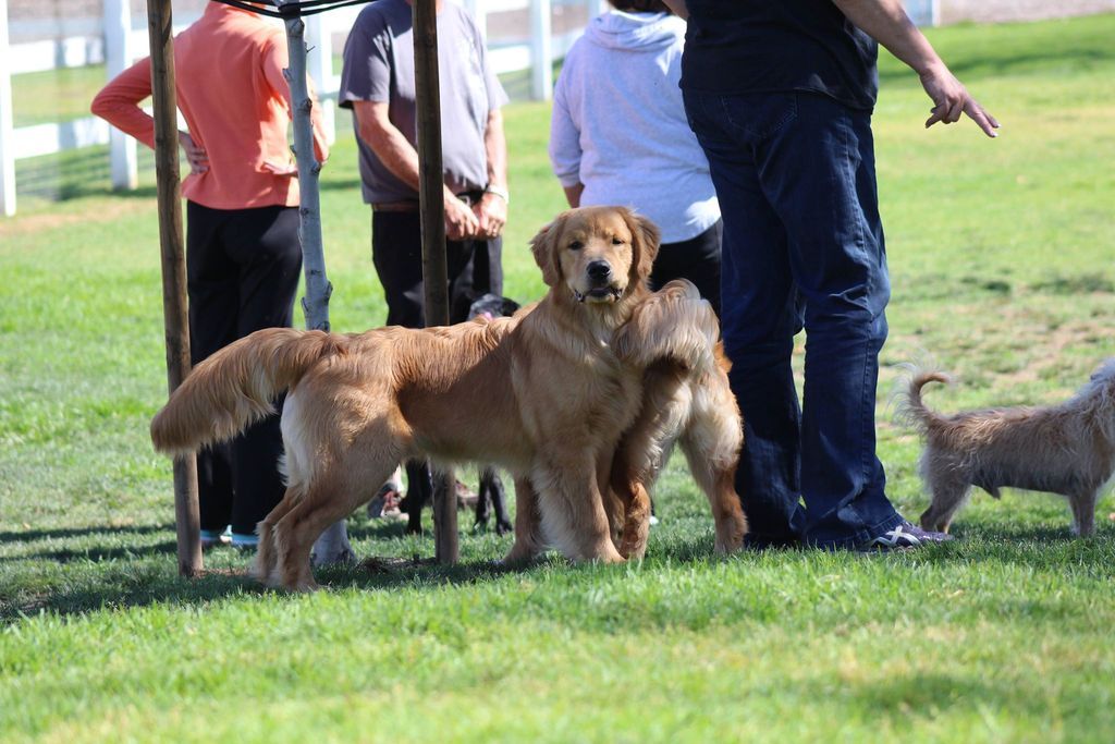 Deuce's picture archive | Golden Retriever Dog Forums