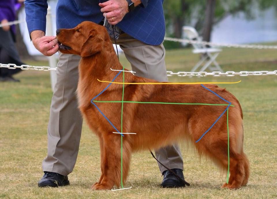 Red Field goldens in socal? | Golden Retriever Dog Forums