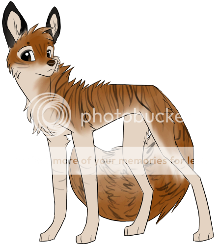 View topic - Australian Bat-Eared Wolves [closed] - Chicken Smoothie