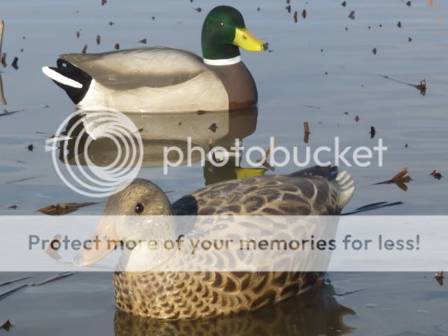 Pics of the new Full Curl duck decoys | Duck Hunting Forum