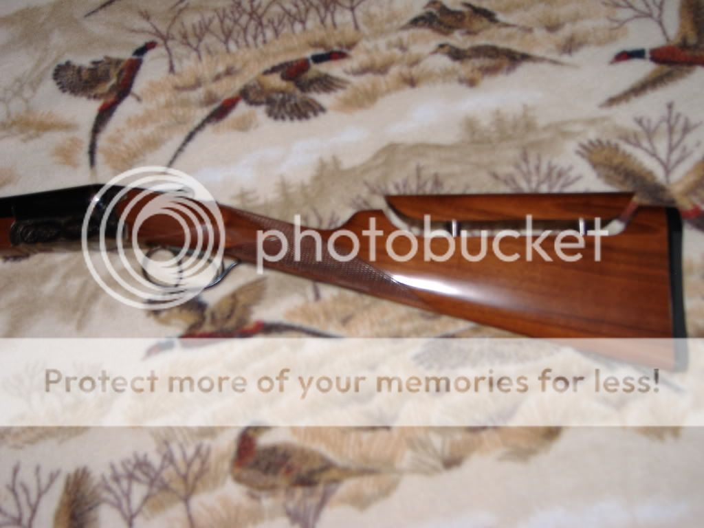 Raising Comb Height | Shotgun Forum