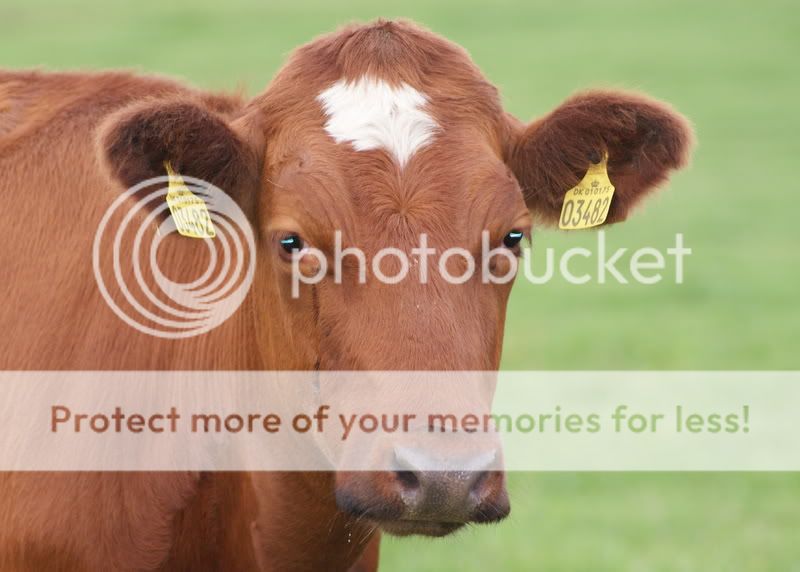 Ko-Nettet??? Billeder - Opslag, billeder og video - Heste-Nettet.dk