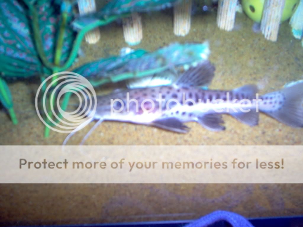 Favourite Catfish | Reptile Forums